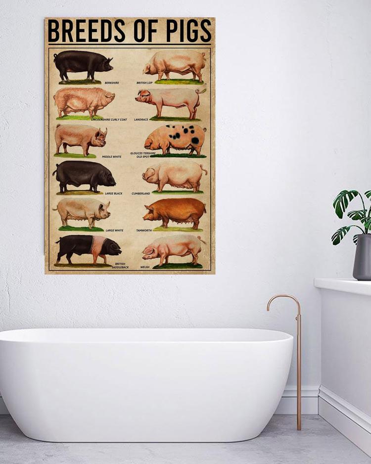 Types of pig breeds of pigs poster canvas