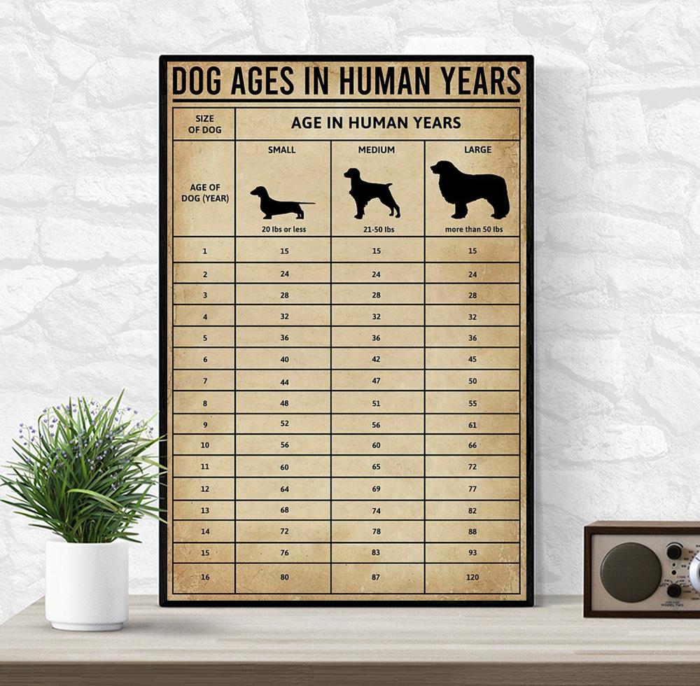 Dog Gears To Human Years at Maria Baum blog
