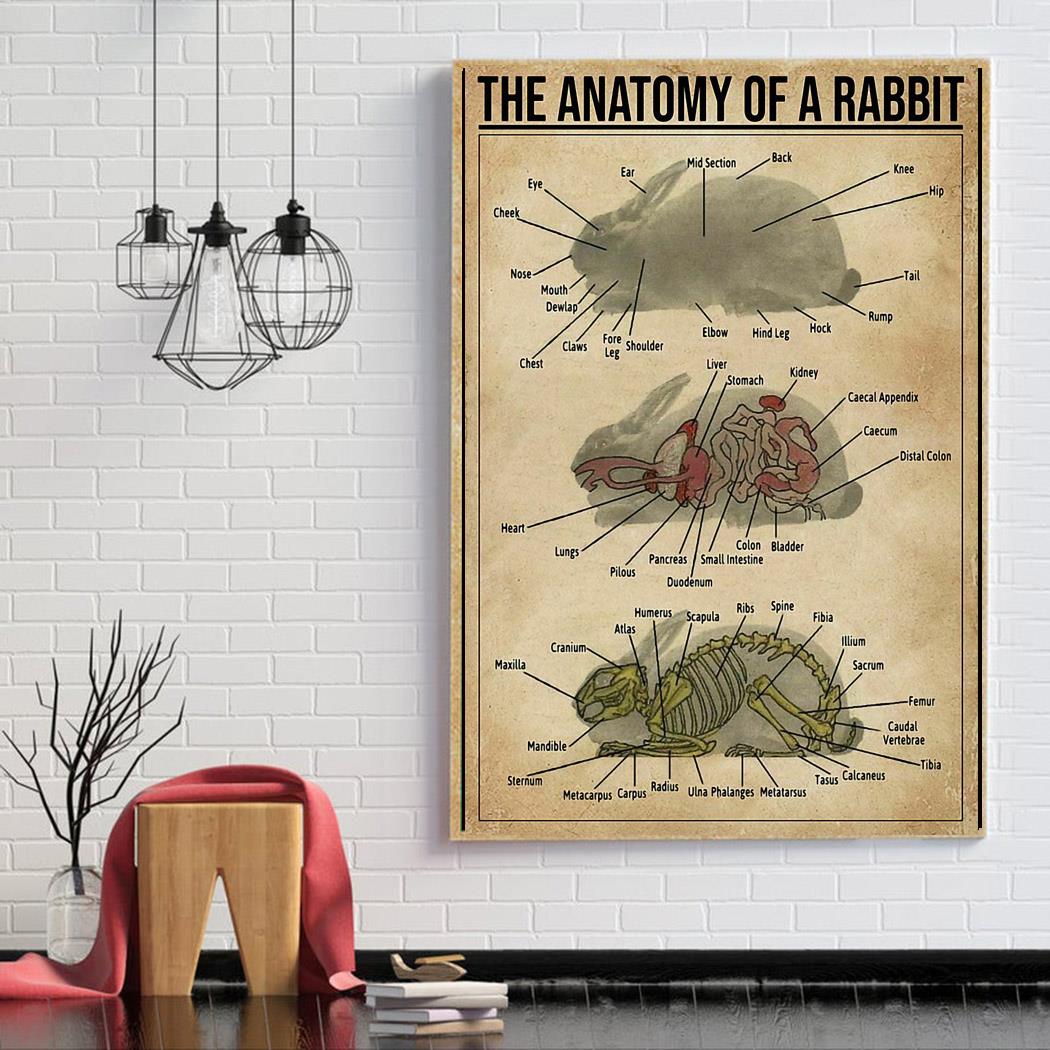 Rabbit Anatomy